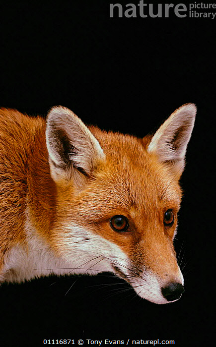 Stock photo of Red fox portrait {Vulpes vulpes} captive UK. Available for sale on www.naturepl.com