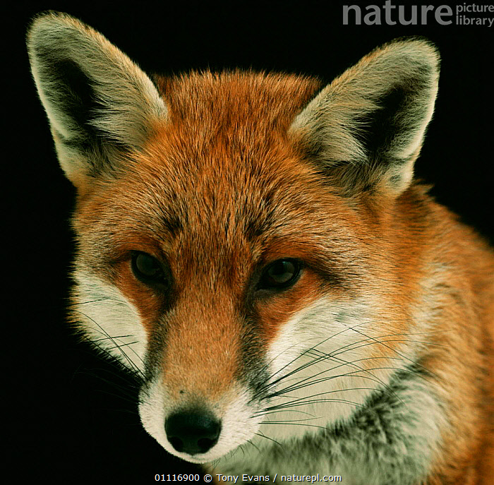 Stock photo of Red fox head portrait {Vulpes vulpes} captive UK ...