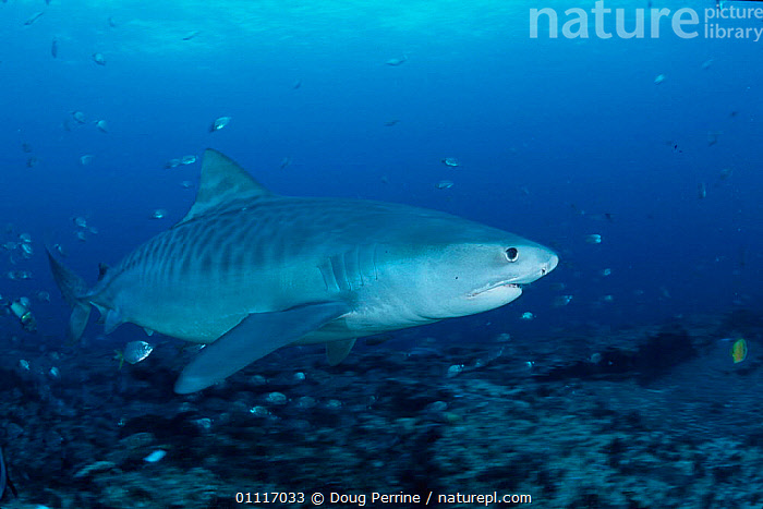 Stock photo of Tiger shark {Galeocerdo cuvieri} South Africa, Indian ...