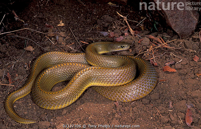 Stock photo of Aurora house snake {Lamprophis aurora} Limpopo, South ...