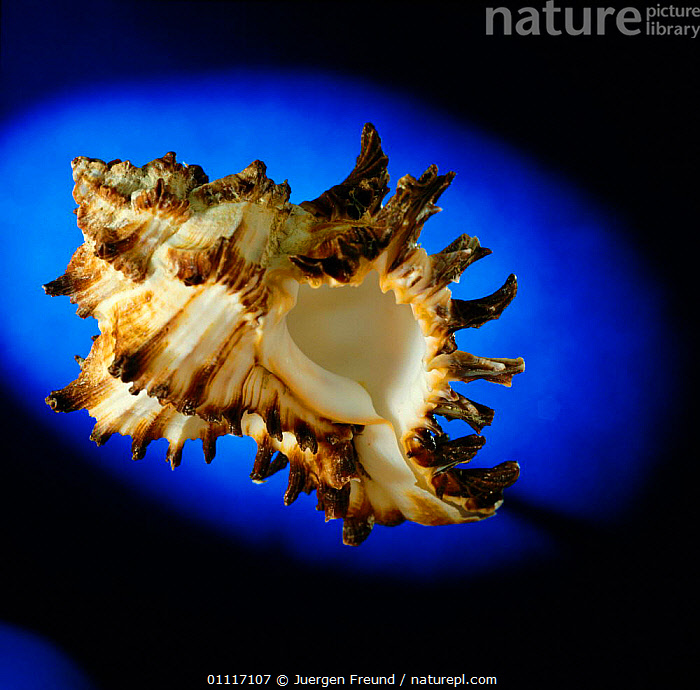 Stock photo of Sea snail {Hexaplex cichoreum} shell specimen ...