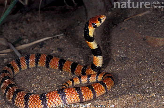 Stock photo of Coral snake threat display {Aspidelaps lubricus} Namibia ...