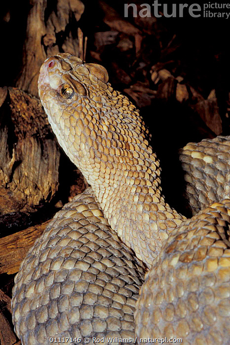 Stock photo of Aruba rattlesnake {Crotalus unicolor} Aruba Is ...