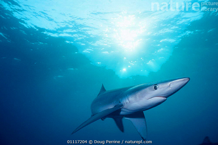 Stock photo of Great blue shark {Prionace glauca} California Channel ...