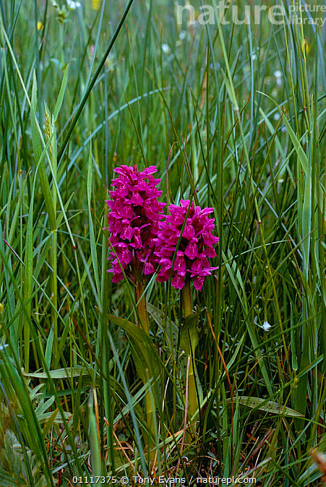Stock photo of Irish marsh orchid {Dactylorhiza majalis} UK. Available ...