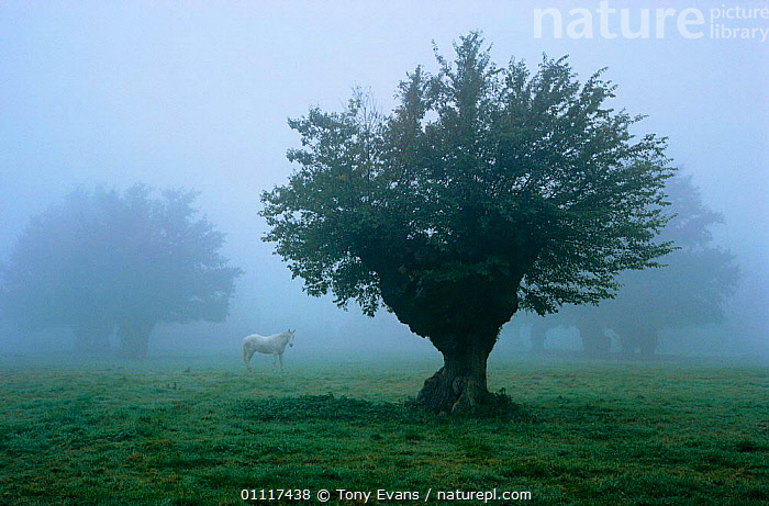 Stock photo of Pollarded Elm tree {Ulmus procera} in mist with white ...
