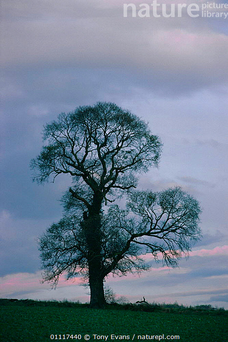 Stock photo of English elm tree silhouette in winter {Ulmus procera} UK ...