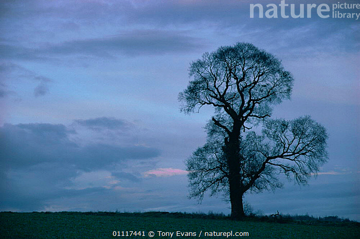 Stock photo of English elm tree silhouette in winter {Ulmus procera} UK ...