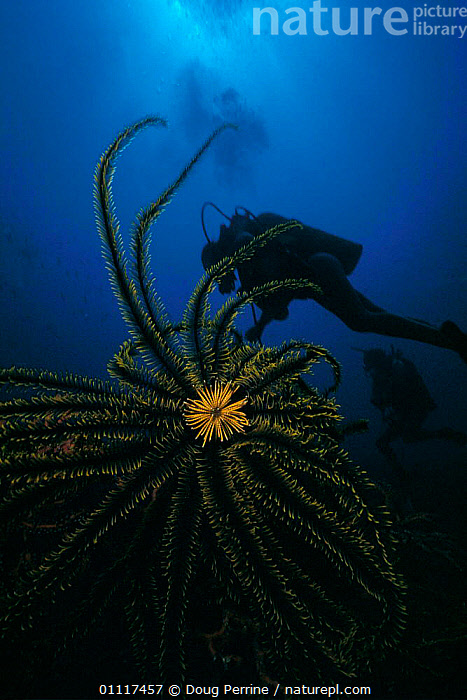 Stock photo of Diver with Giant crinoid featherstar {Nemaster grandis ...