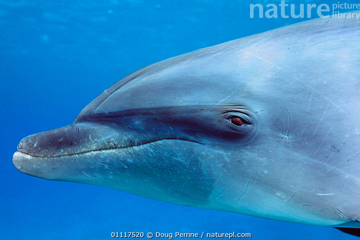 Stock photo of Bottlenose dolphin face portrait {Tursiops truncatus ...