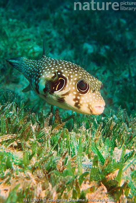 Stock photo of Toby fish / Whitespotted pufferfish on sea grass ...