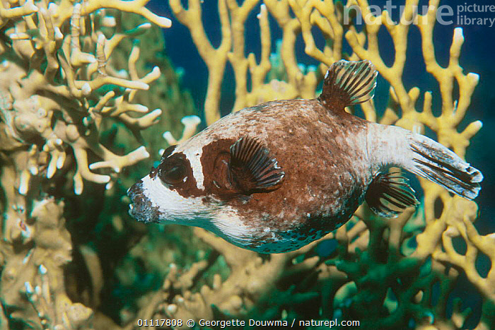 Stock photo of Masked pufferfish amongst fire coral {Arothron ...