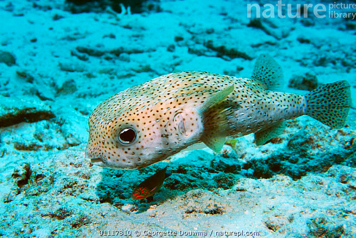 Stock photo of Porcupinefish {Diodon hystrix} Andaman sea, Thailand ...