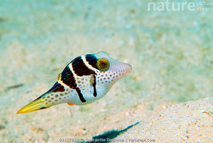 Stock photo of Valentine's sharpnose pufferfish {Canthigaster valentini ...
