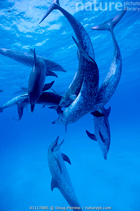 Stock photo of Atlantic spotted dolphins aggressive interaction ...