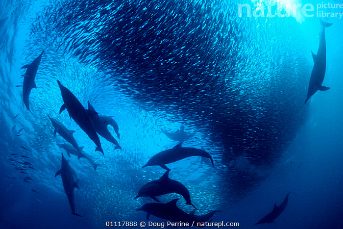 Stock photo of Long beaked common dolphins predating sardine baitball ...