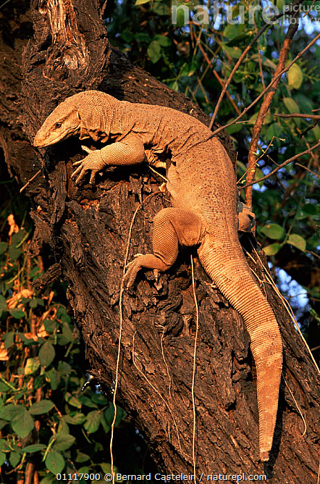 Stock photo of Indian / Bengal monitor {Varanus bengalensis}. Keoladeo ...