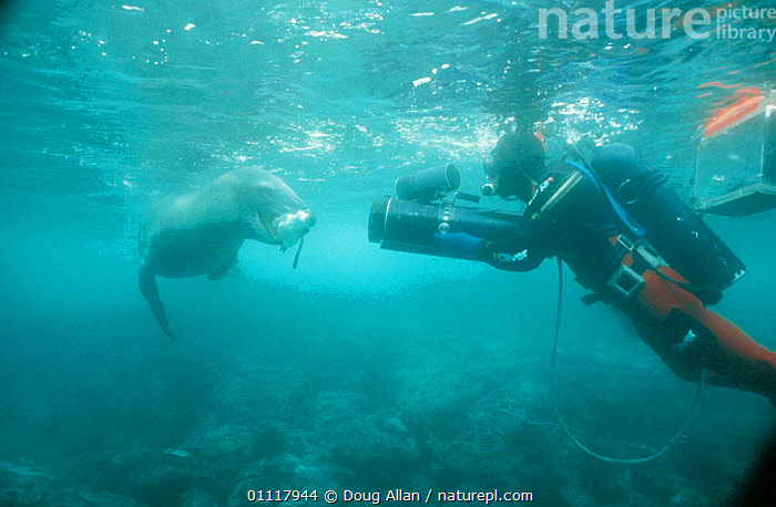 Stock photo of Peter Scoones filming Leopard seal underwater Antarctica ...