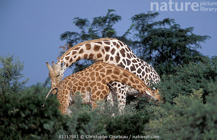 Stock photo of West African giraffe male smelling female in oestrus ...