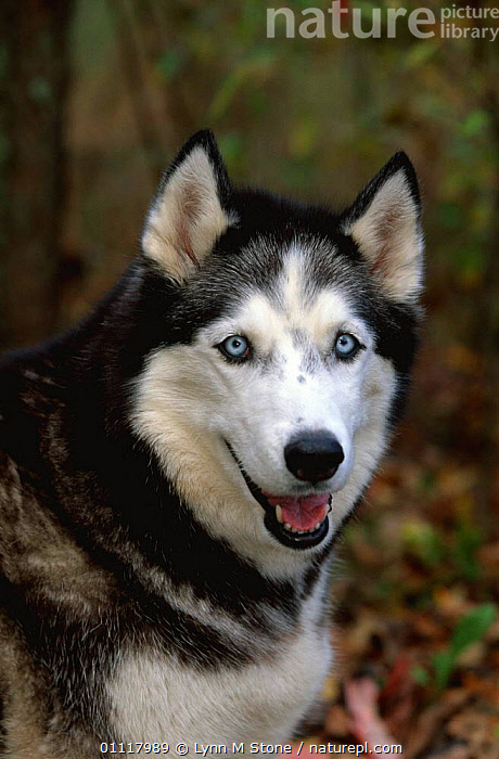 Stock photo of Siberian husky dog {Canis familiaris} USA. Available for ...