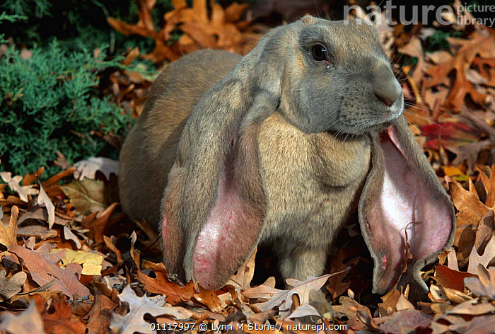 Stock photo of Domestic rabbit, English lop eared, USA. Available for ...