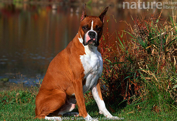 Stock photo of Boxer dog sitting {Canis familiaris} Illinois, USA ...