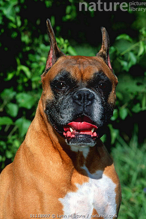 Stock photo of Boxer dog head portrait {Canis familiaris} Illinois, USA ...