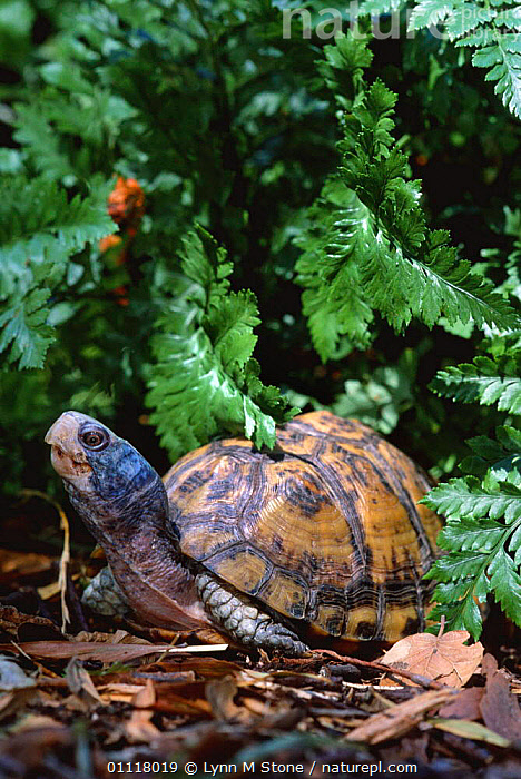 Stock photo of Yucatan box turtle {Terrapene carolina yucatana} captive ...