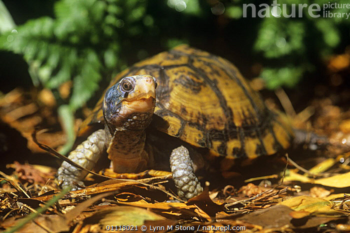 Stock photo of Yucatan box turtle {Terrapene carolina yucatana} captive ...