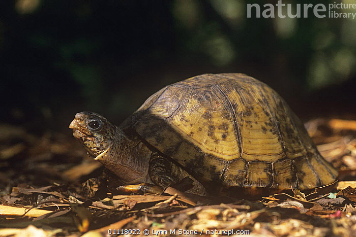 Stock photo of Yucatan box turtle {Terrapene carolina yucatana} captive ...
