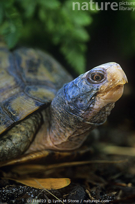 Stock photo of Yucatan box turtle {Terrapene carolina yucatana} head ...