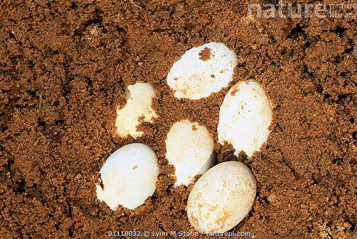 Stock photo of Eastern box turtle {Terrapene carolina carolina} eggs ...