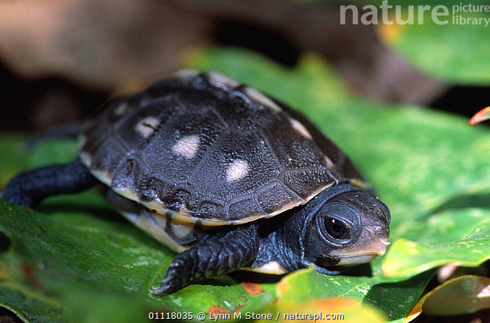 Stock photo of Eastern box turtle hatchling {Terrapene carolina ...