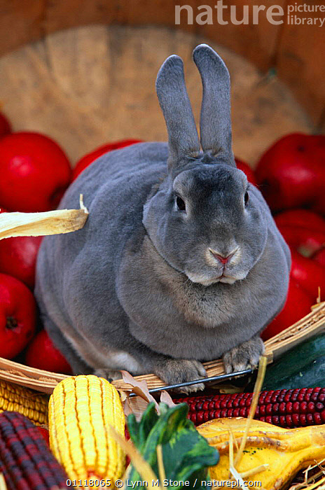 Stock photo of Domestic rabbit, mini rex breed. Available for sale on ...