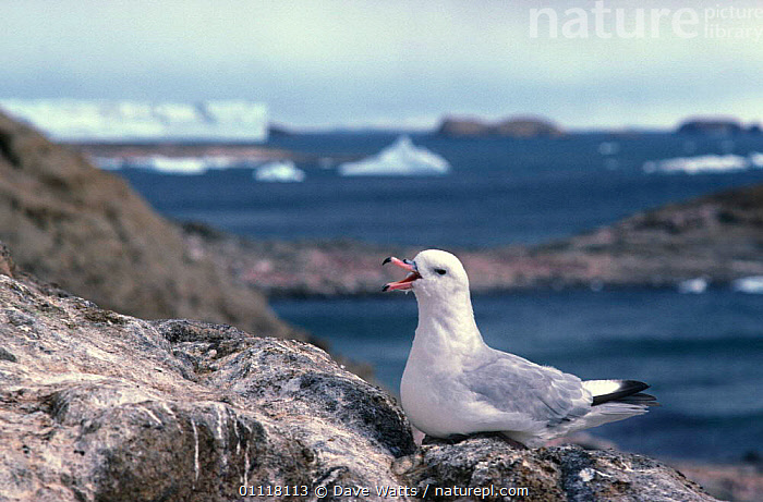 Stock photo of Southern / Antarctic fulmar calling {Fulmarus ...
