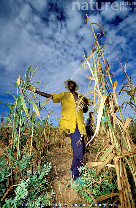Stock photo of Harvesting millet at end of rainy season. Essential food ...