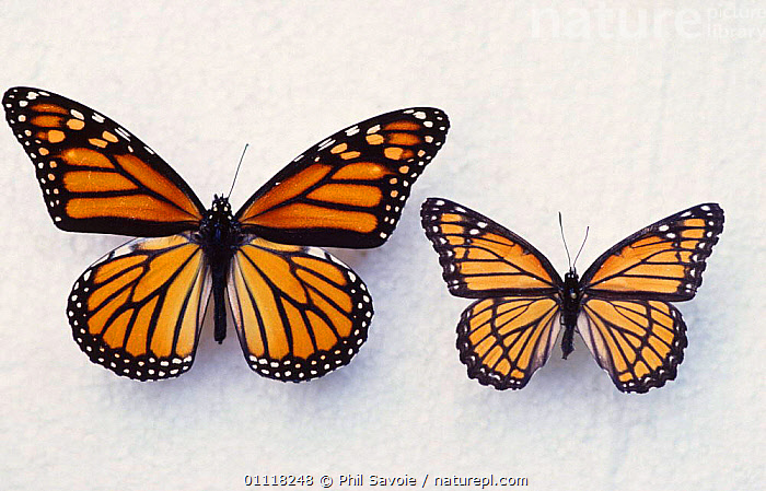 Stock photo of Smaller Viceroy butterfly mimics larger poisonous ...