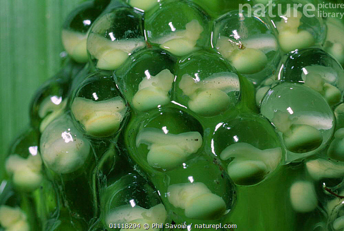 Stock photo of Red eyed tree frog eggs laid on leaf {Agalychnis ...
