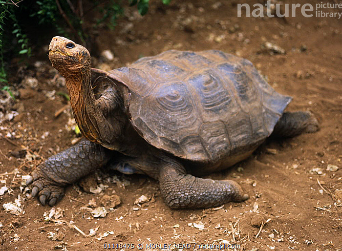 Stock photo of "Lonesome George", the last Galapagos Tortoise ...