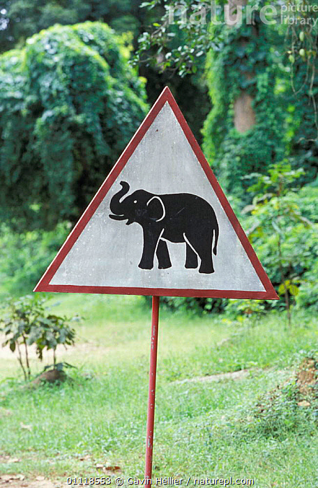 Stock photo of Elephant crossing sign, Cambodia. Available for sale on ...