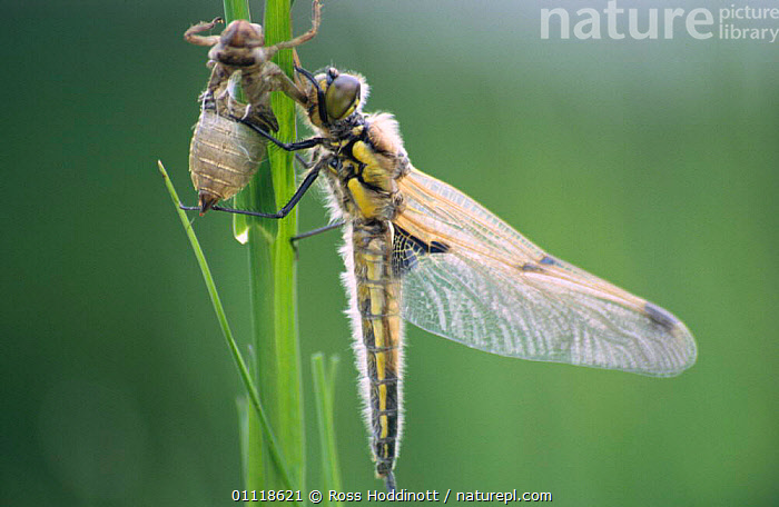 Stock photo of Four spotted libellula hatching from nymph case ...