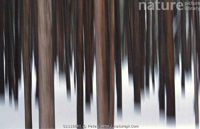 Stock photo of Abstract of Lodgepole pine tree trunks {Pinus contorta ...