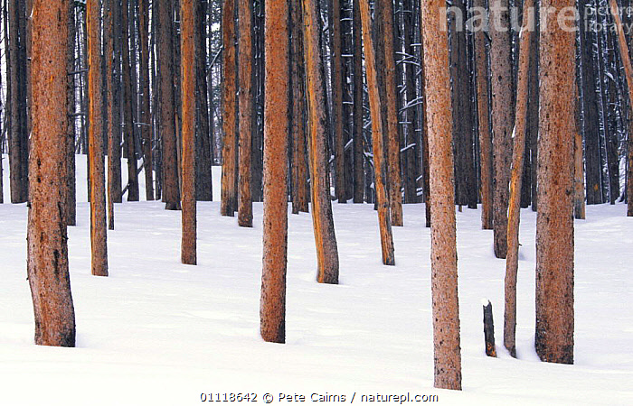 Stock photo of Lodgepole pine tree trunks {Pinus contorta latifolia ...