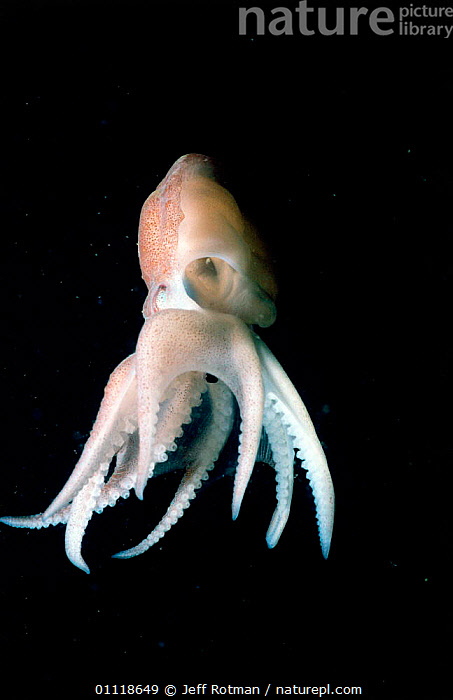 Stock photo of Common atlantic octopus {Octopus vulgaris} jetisons away ...