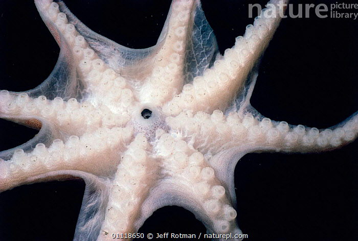Stock photo of Common octopus {Octopus vulgaris} with arms open, white ...
