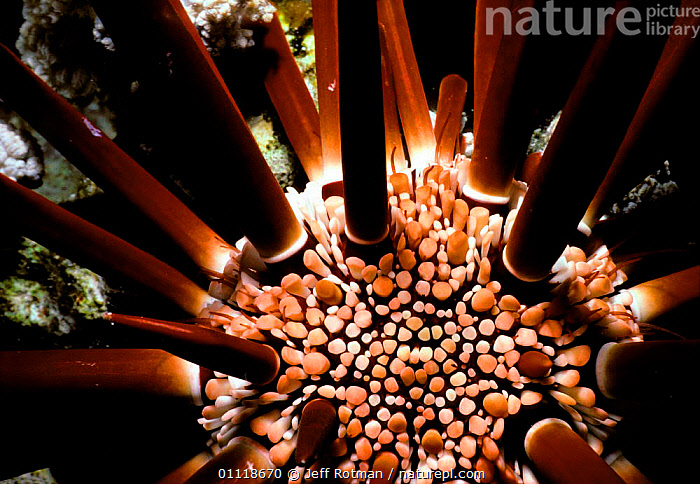 Stock photo of Spines of Slate pencil sea urchin {Heterocentrotus ...