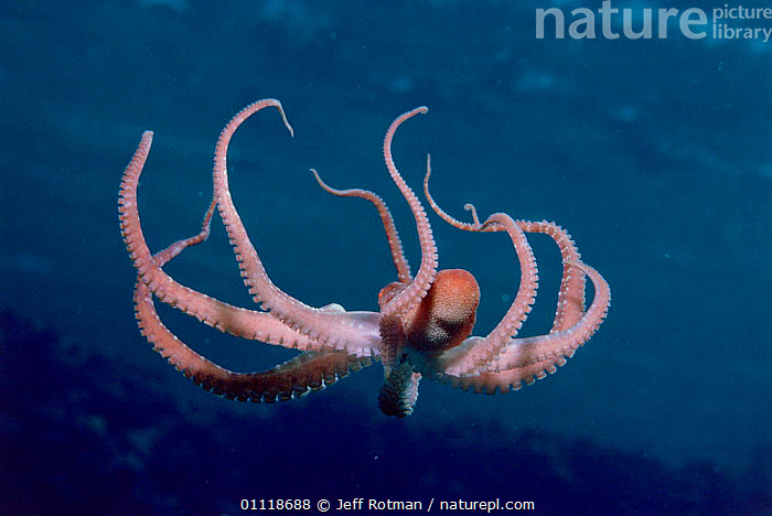 Stock photo of White spotted / Long armed octopus {Octopus macropus ...