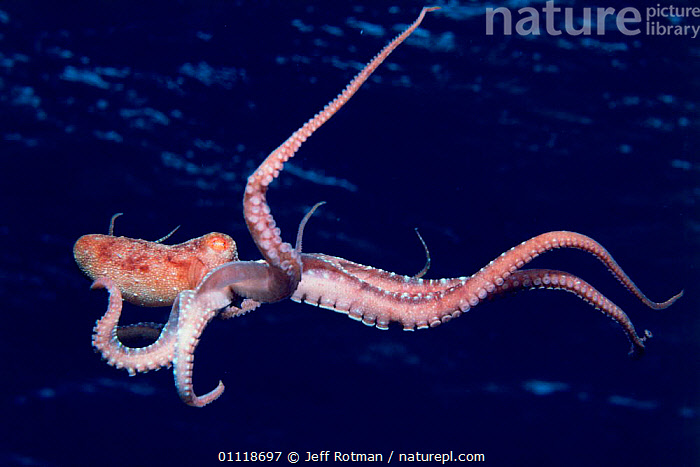 Stock photo of White spotted / Long armed octopus {Octopus macropus ...