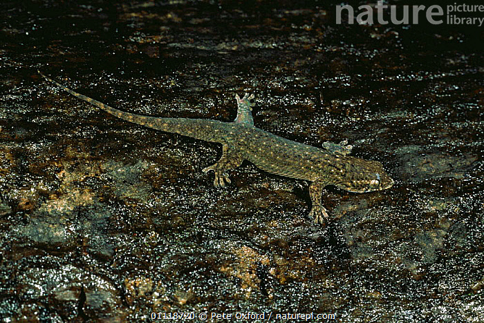Stock photo of Fish scale lizard {Geckolepsis genus} Ankarana Special ...