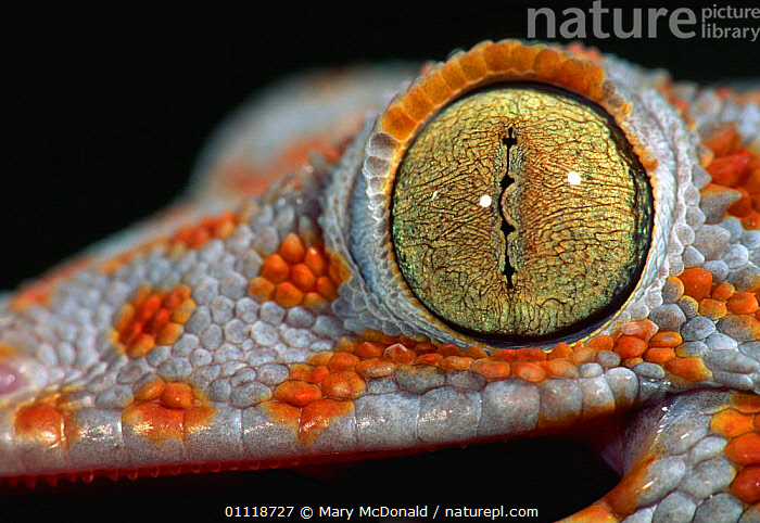 Stock photo of Close up of eye of Tokay gecko {Gekko gecko} captive ...